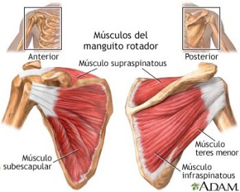 musculos-manguito-rotador - Balance Sport Clinic
